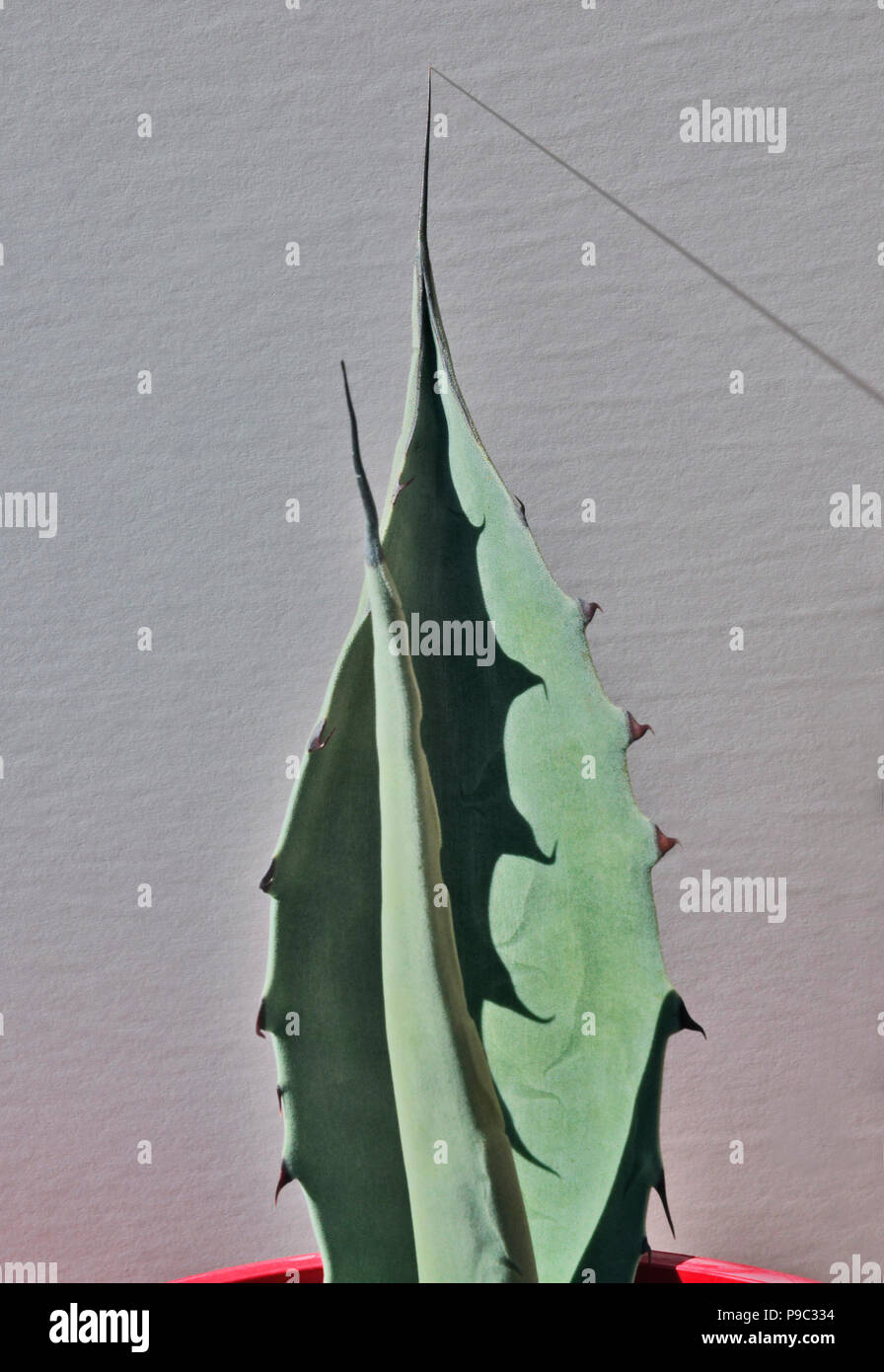 Feline cactus hi-res stock photography and images - Alamy