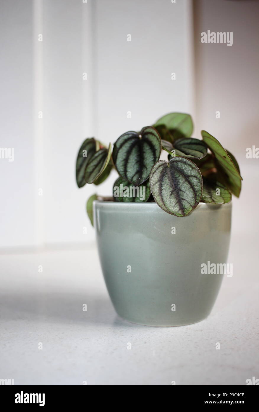 Peperomia piccolo banda succulent hi-res stock photography and images ...