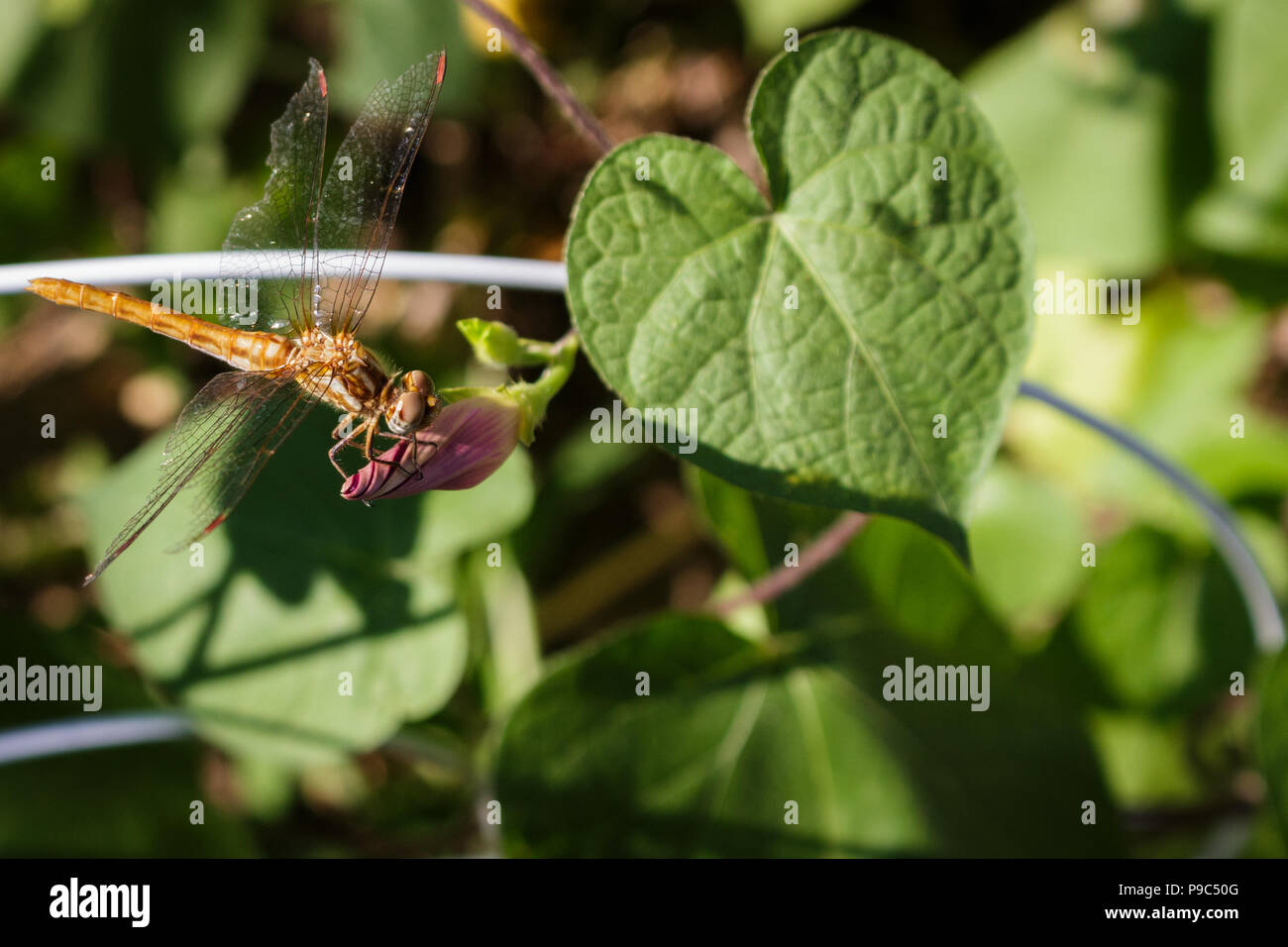A beautiful dragonfly perched on a morning glory bud looking right at ...