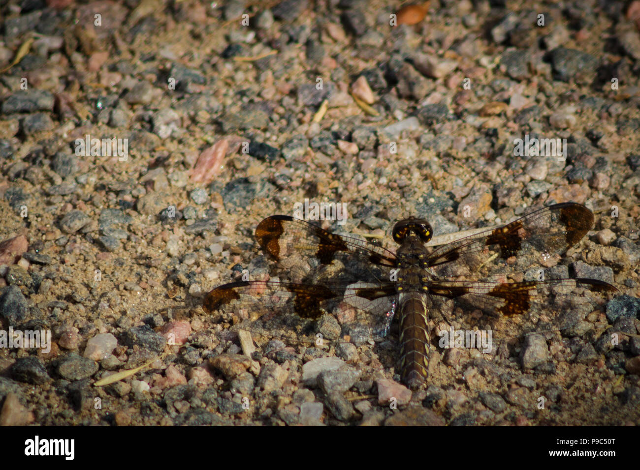 Dragonfly nature trail hi-res stock photography and images - Alamy