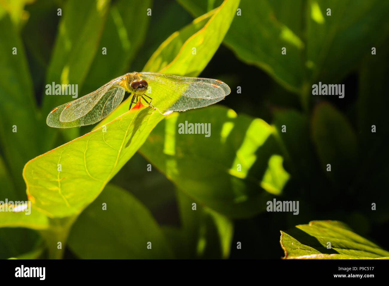 Dragonfly basking in the sun with its face and wings facing forward ...