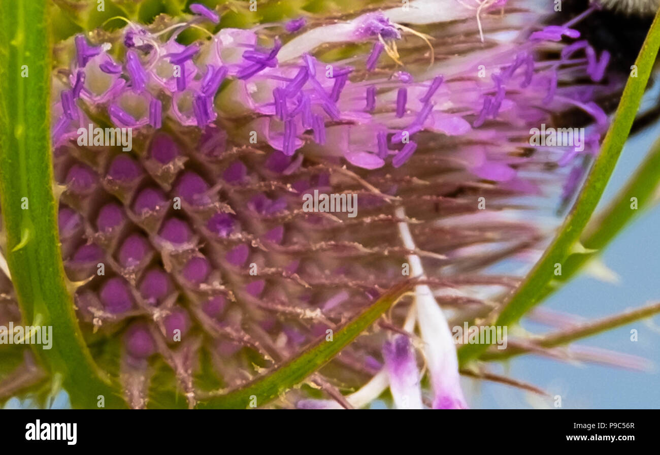 blooms and flower show in flower beautiful Stock Photo - Alamy