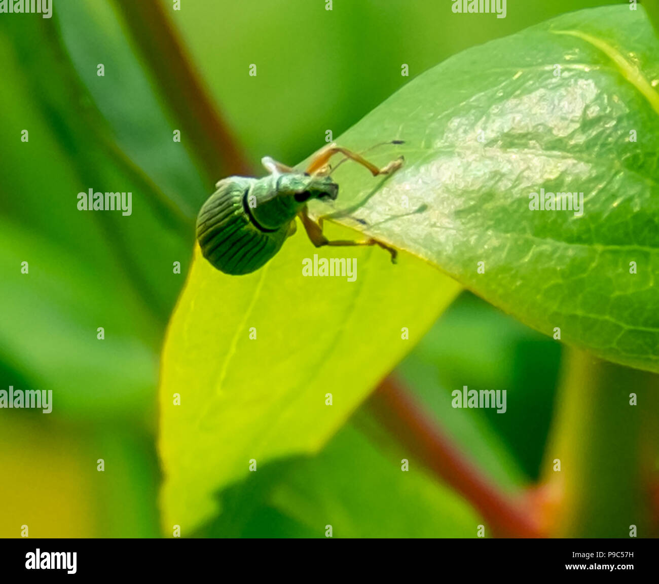 green bug on a leaf edge Stock Photo - Alamy