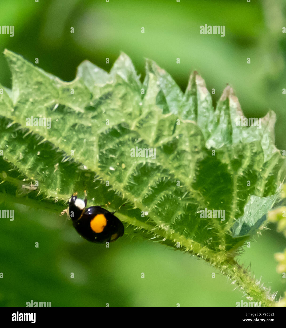 ladybird type bug insect summer Stock Photo - Alamy