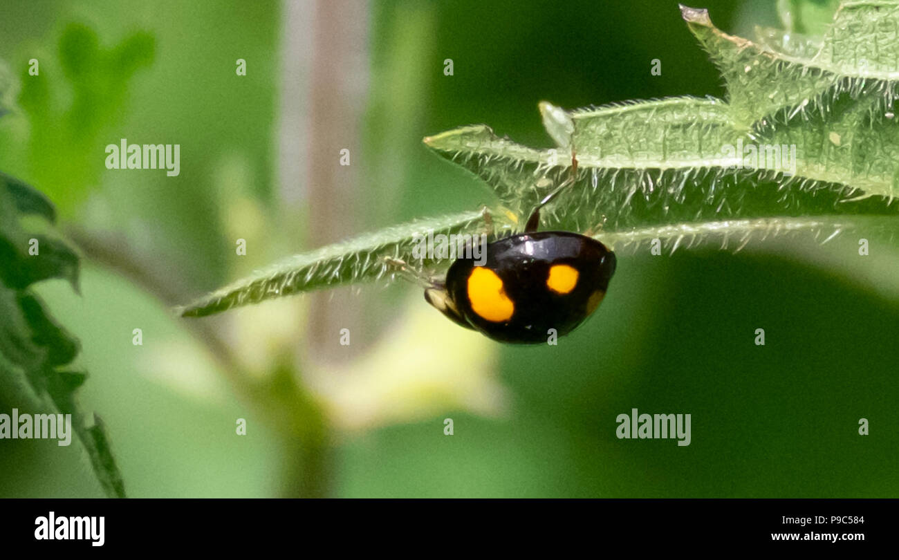 ladybird type bug insect summer Stock Photo - Alamy