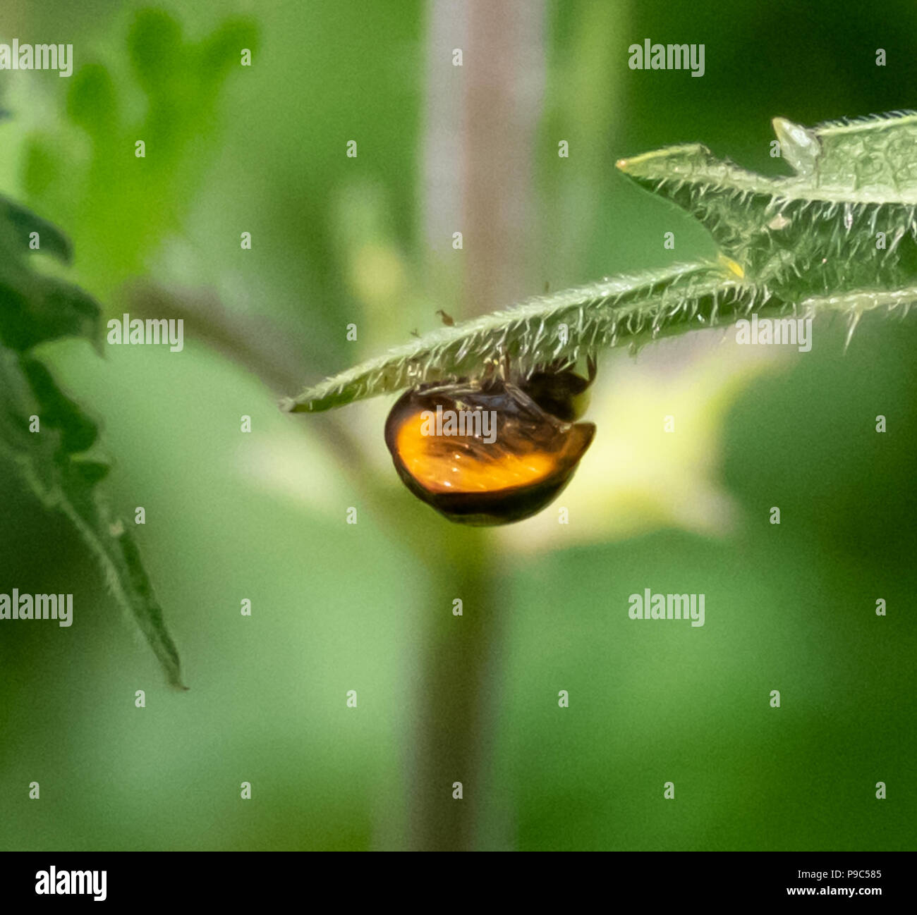 ladybird type bug insect summer Stock Photo - Alamy