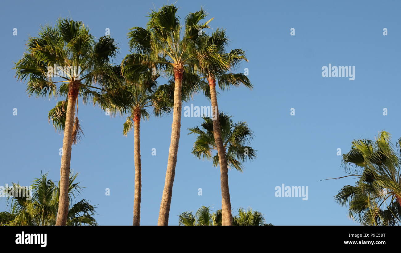 Show palms hi-res stock photography and images - Alamy