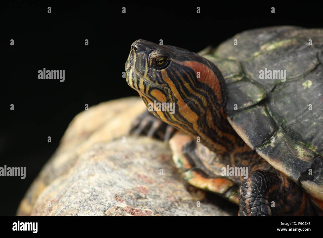 Southern D'Orbigny's slider head Stock Photo - Alamy