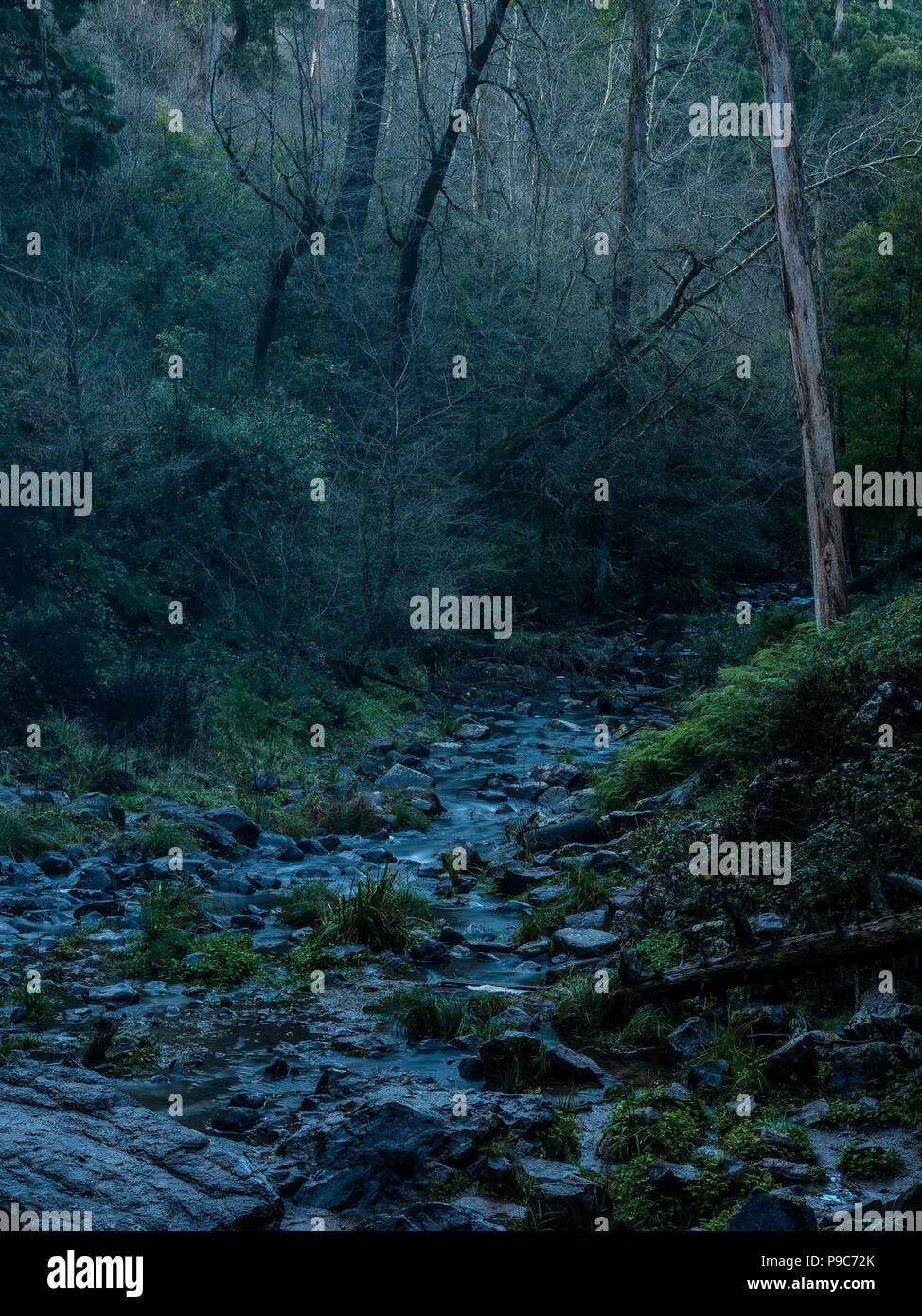 A moody forest down stream of a waterfall Stock Photo - Alamy