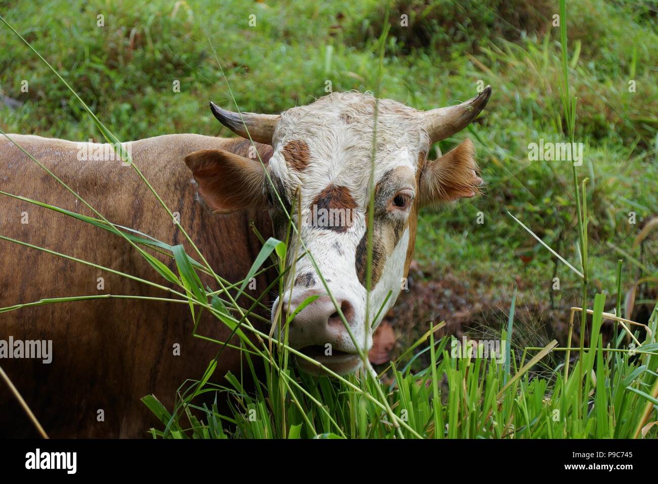 Red and yellow cow portrait from the high grass side view point Stock ...
