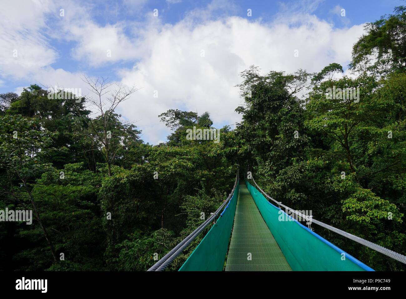Suspension bridge through rainforest hi-res stock photography and ...