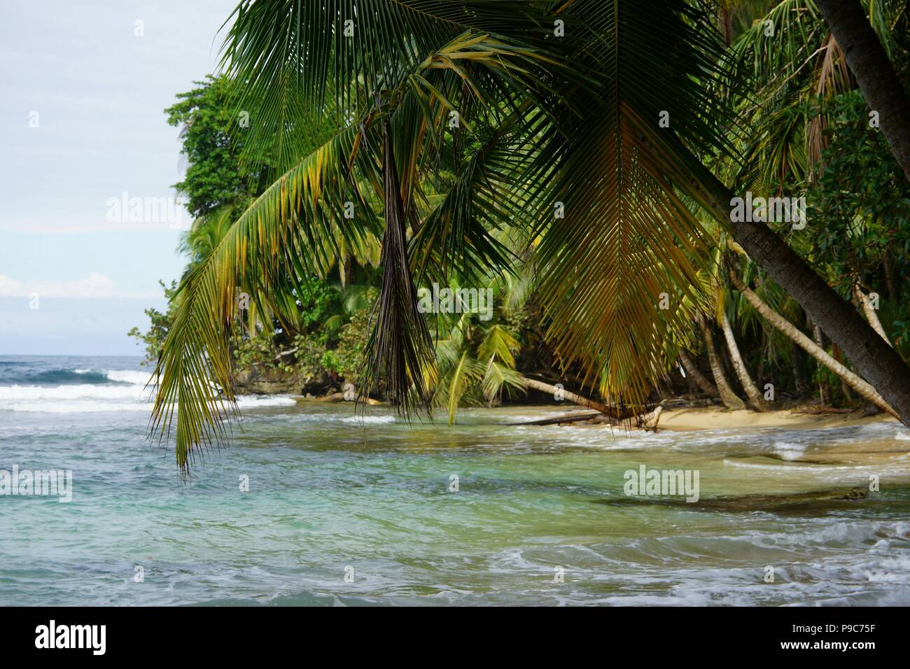 Palm tree hanging over shallow warm water on the seashore Stock Photo ...