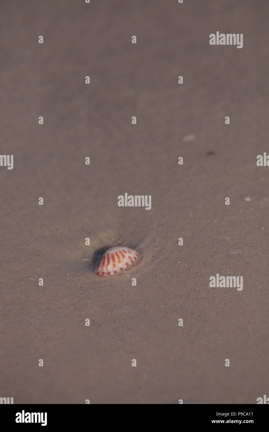 Venus in the shell hi-res stock photography and images - Alamy