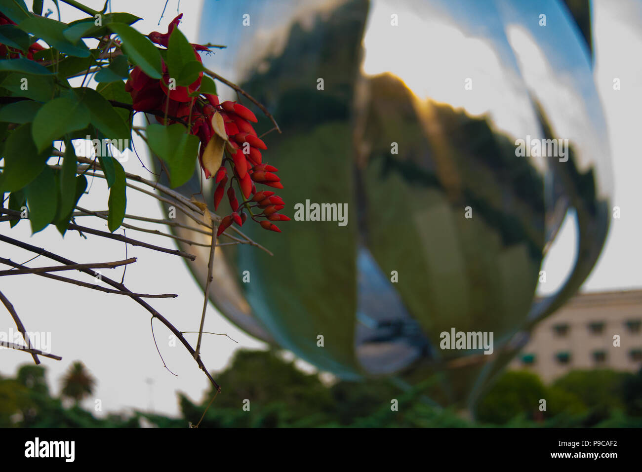 Floralis gennerica hi-res stock photography and images - Alamy