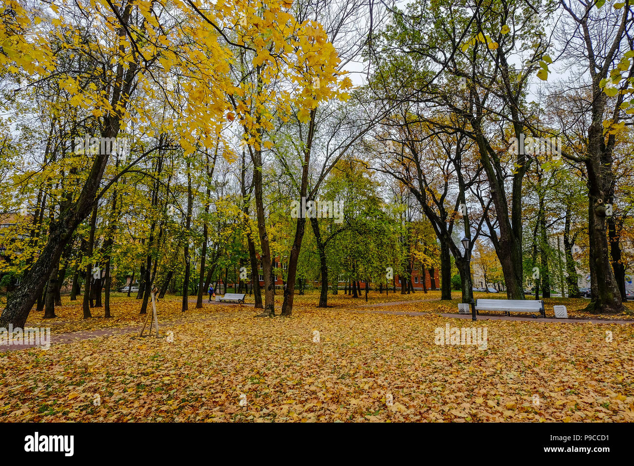 Autumn trees at garden in Saint Petersburg, Russia Stock Photo - Alamy