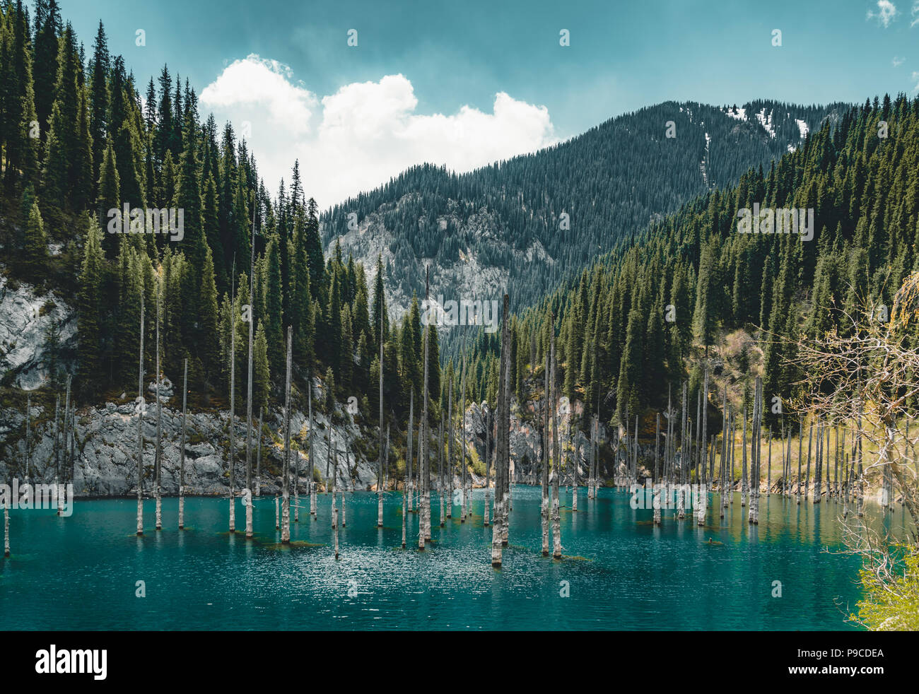 The sunken forest of Lake Kaindy. Lake Kaindy, meaning the "birch tree ...