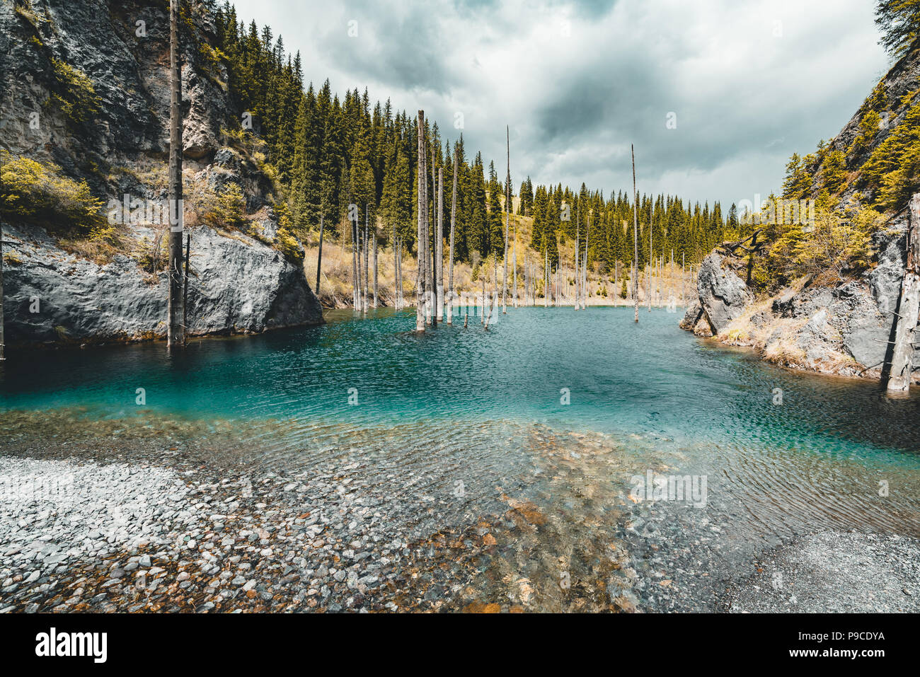 The sunken forest of Lake Kaindy. Lake Kaindy, meaning the "birch tree ...