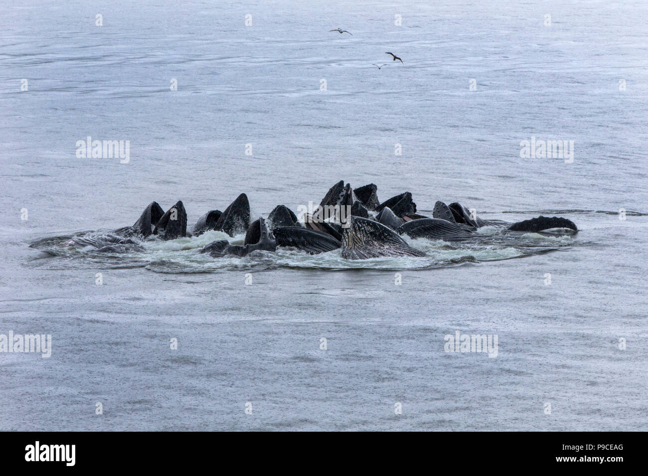 Icy strait point alaska whale hi-res stock photography and images - Alamy