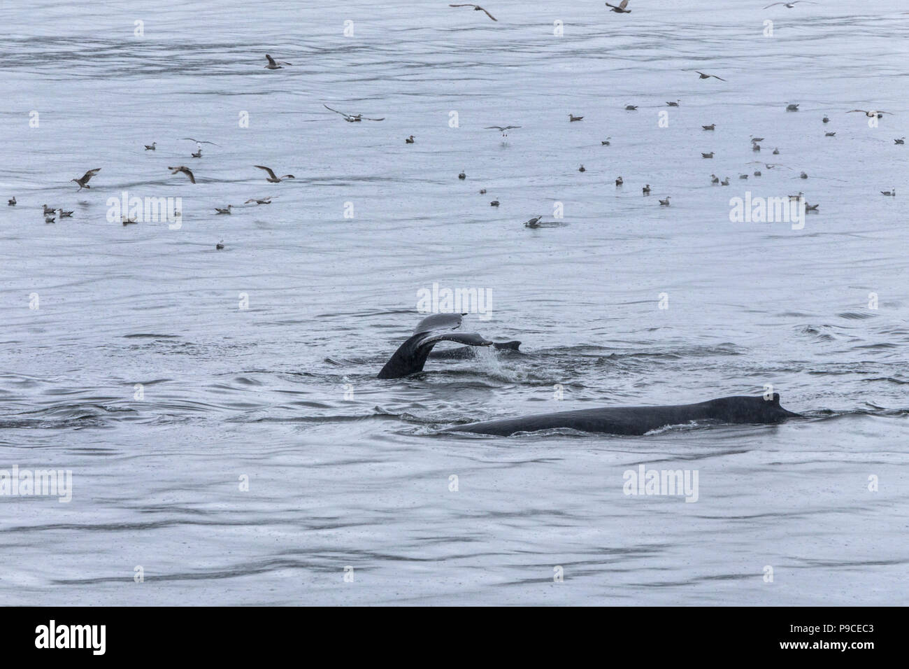 Humpback whale tail birds hi-res stock photography and images - Alamy