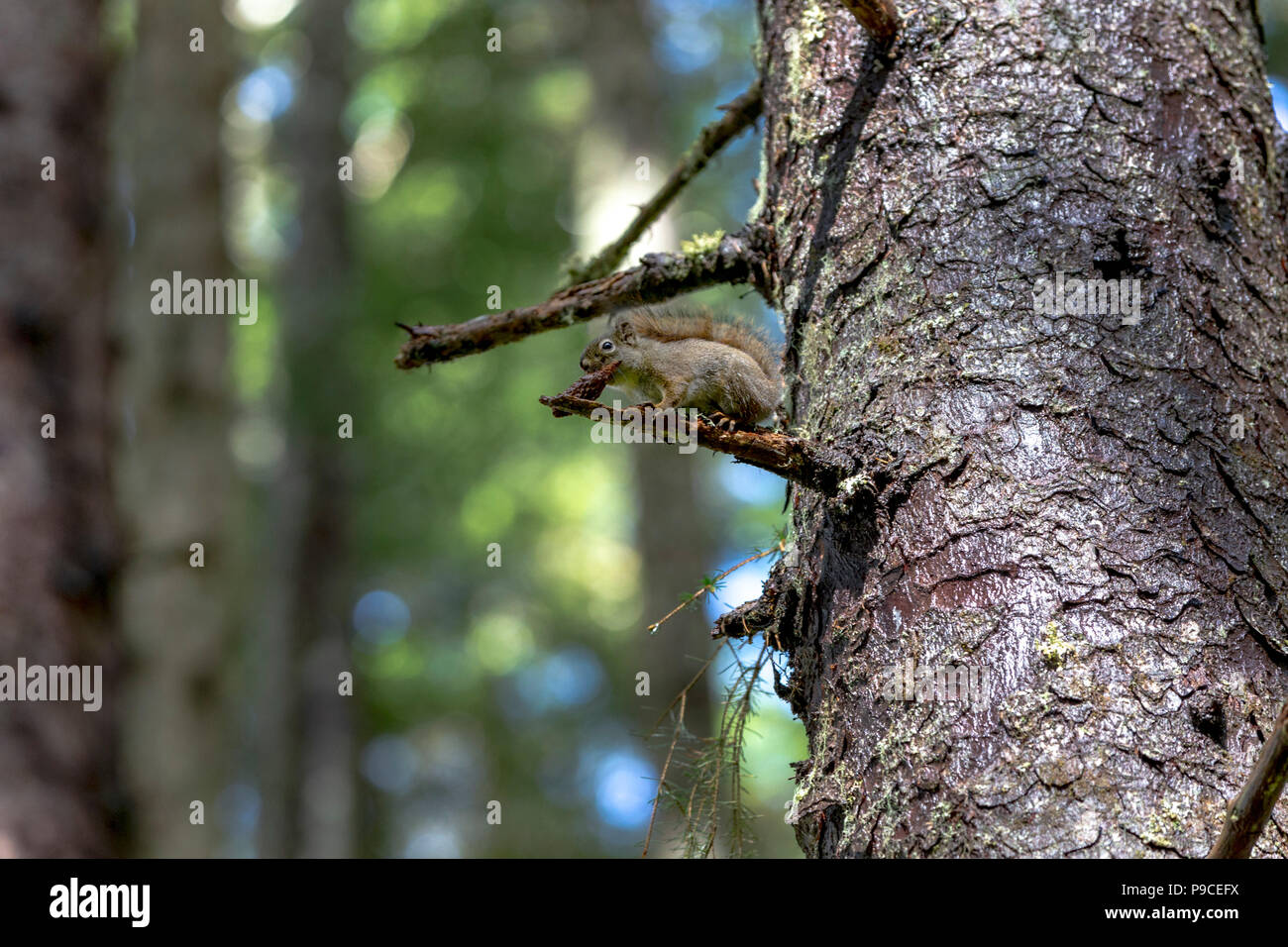 Squirrel, Icy Strait Point, Alaska, USA, Wednesday, May 23, 2018 Stock ...