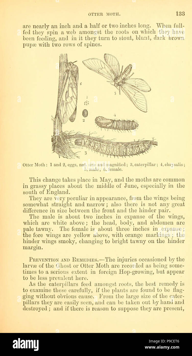 A manual of injurious insects with methods of prevention and remedy for ...