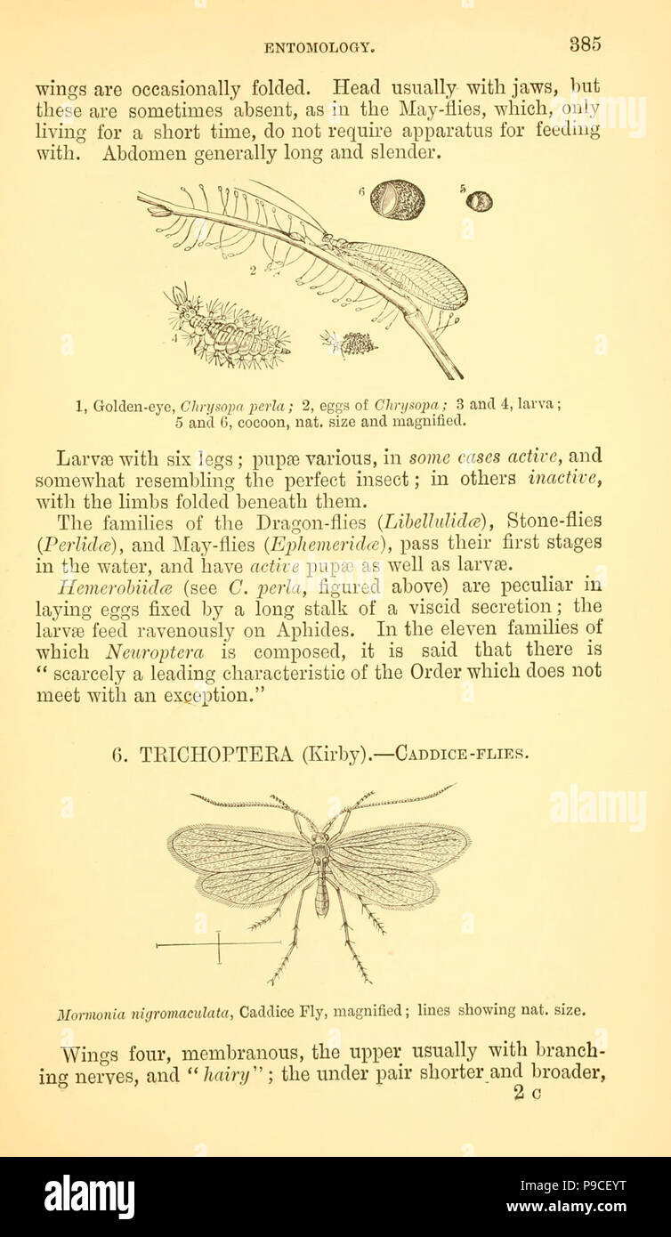 A manual of injurious insects with methods of prevention and remedy for ...