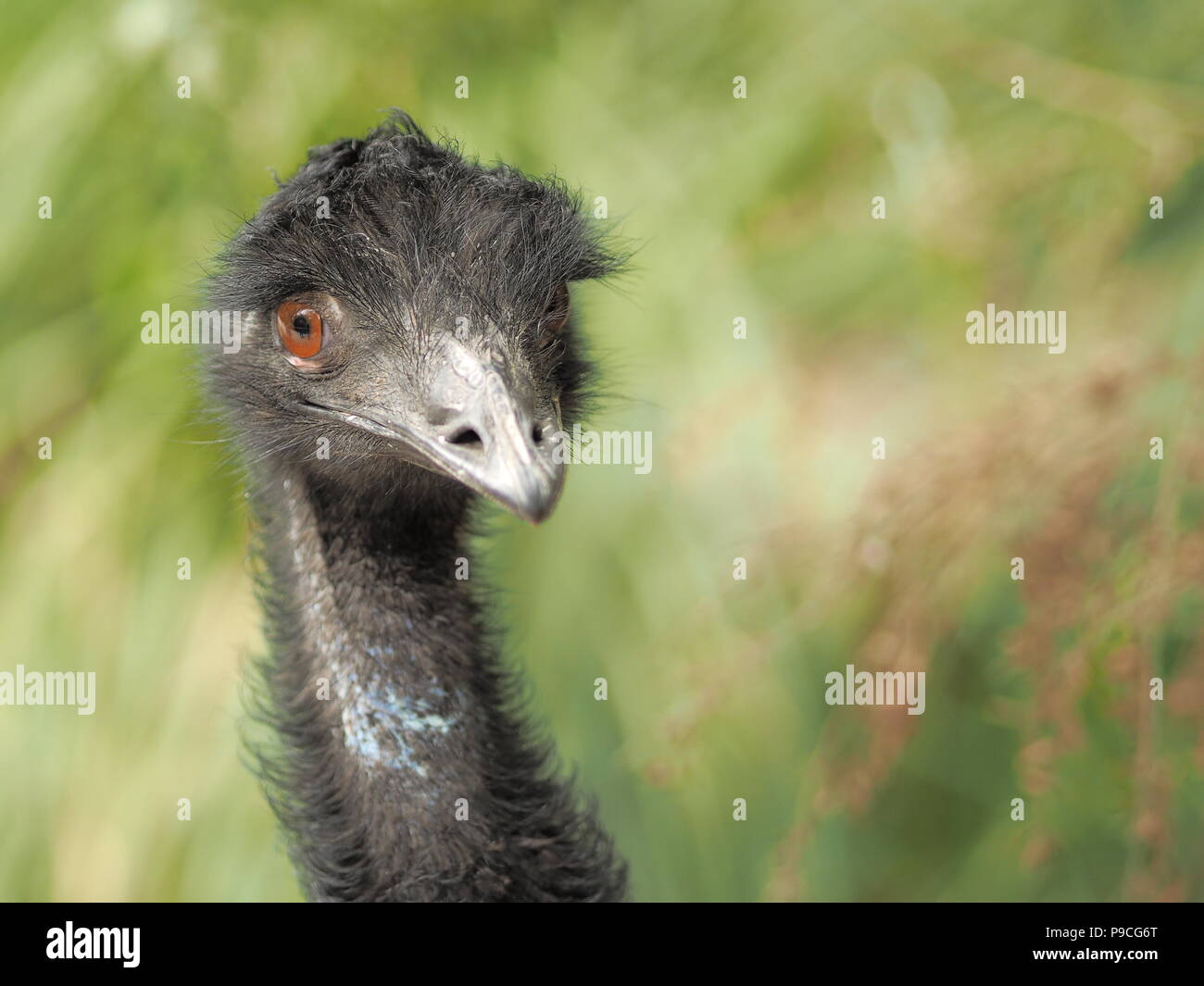 Emu wings hi-res stock photography and images - Alamy