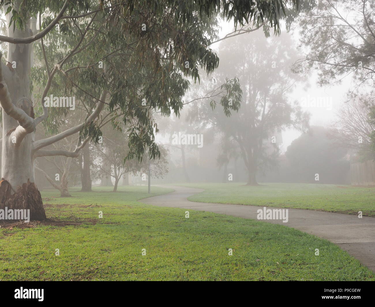 Creepy dark bike path with tree line and heavy fog, Melbourne ...