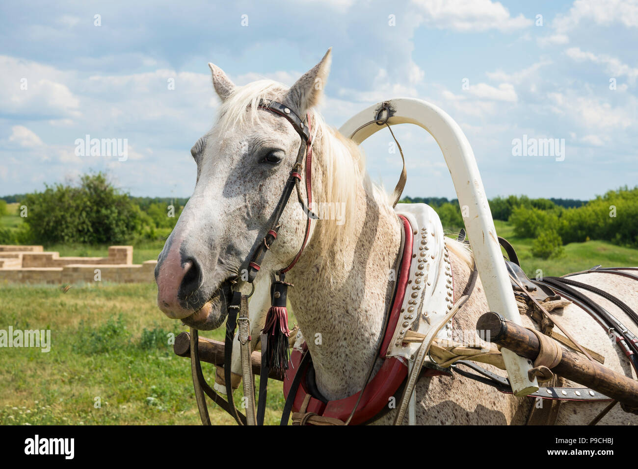 Close up beautiful arabian horse head hi-res stock photography and ...