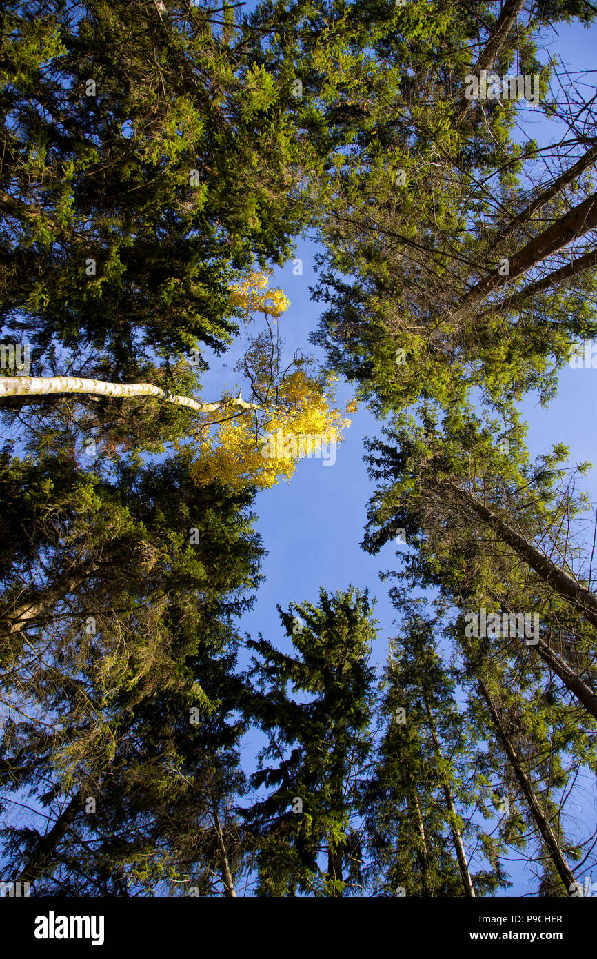 German Forest during early Fall Tree canopy against horizon Stock Photo ...