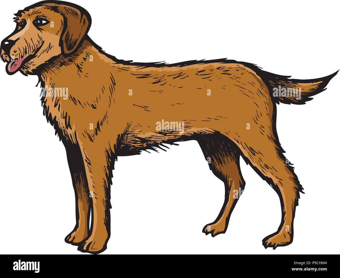 English setter Cut Out Stock Images & Pictures - Alamy