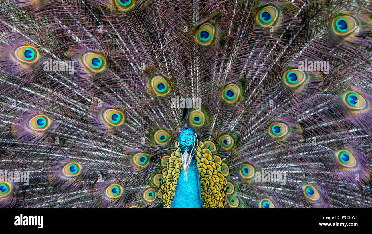 Closeup of a beautiful female Indian blue peafowl. Pavo Cristatus ...