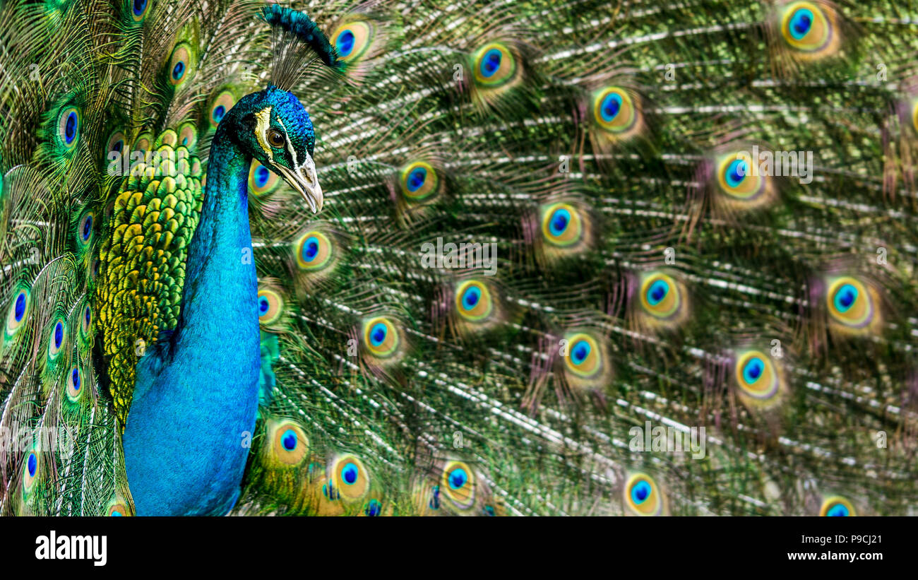 Peahen bird hi-res stock photography and images - Alamy