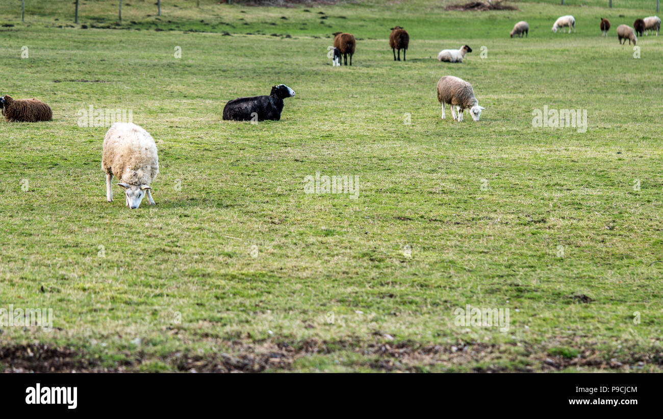 Sheep in the grass field Stock Photo - Alamy