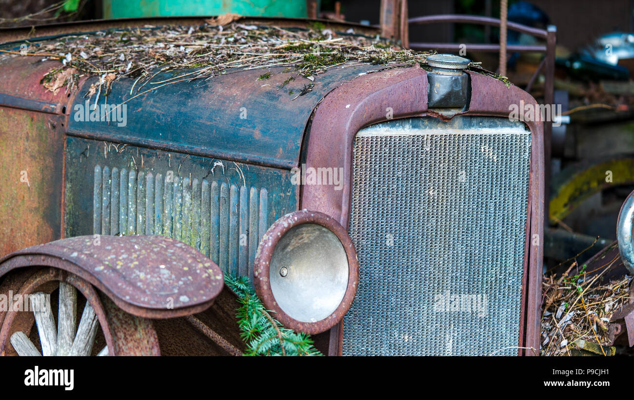 Bear on a vintage classic car hi-res stock photography and images - Alamy