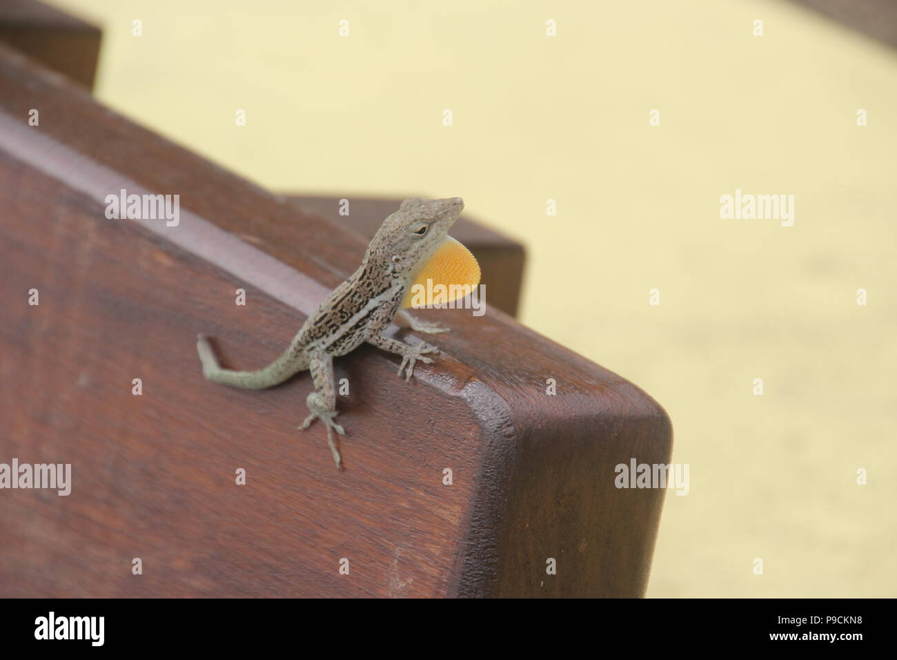 Brown anole lizard on a bench on St. Barts, Caribbean Stock Photo - Alamy