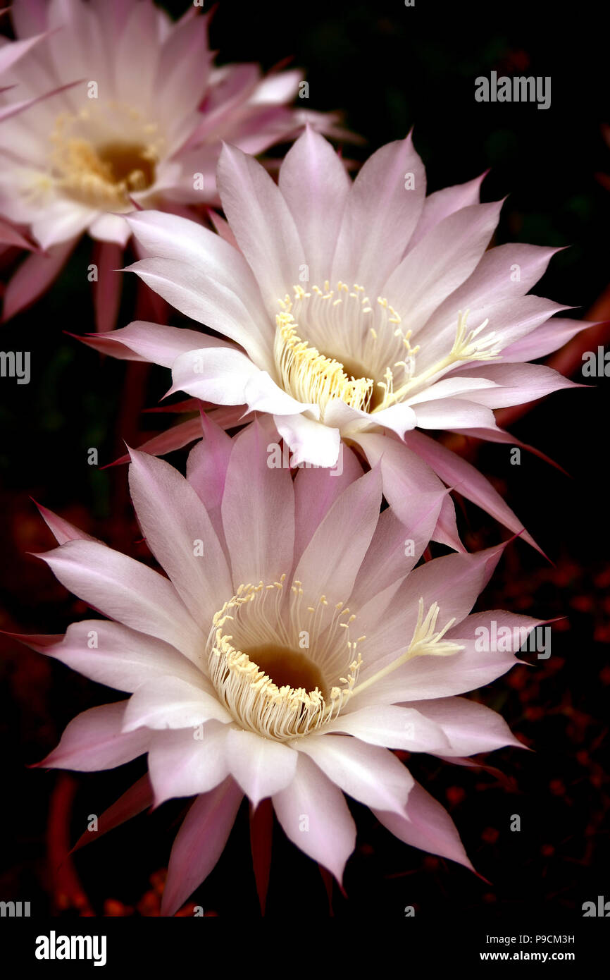 Beautiful cactus hi-res stock photography and images - Alamy