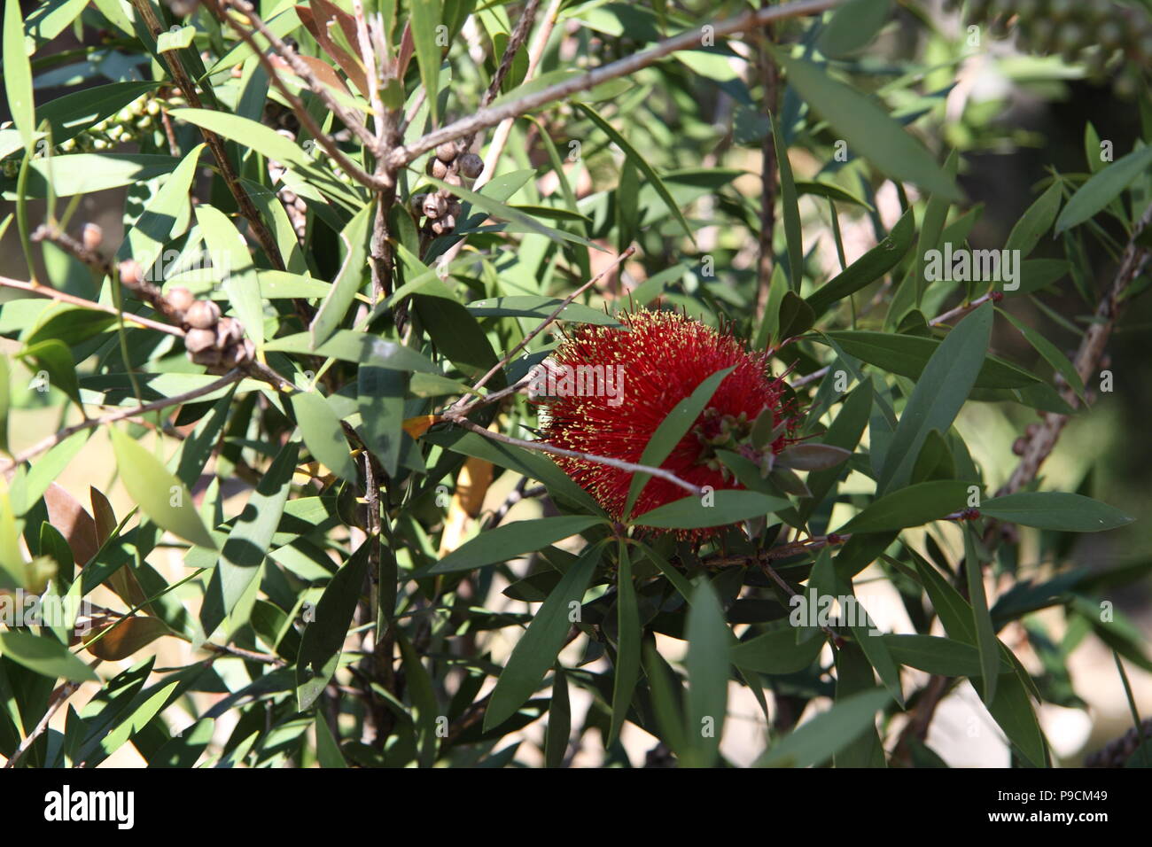 Australian melaleuca tree hi-res stock photography and images - Alamy