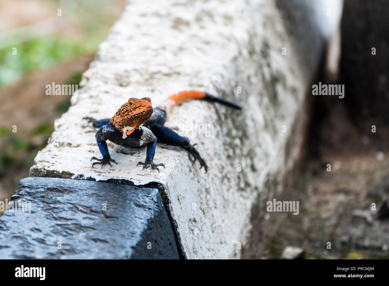 Agamidae, Agama Lizard in Murchison National Park, Uganda, Africa Stock ...