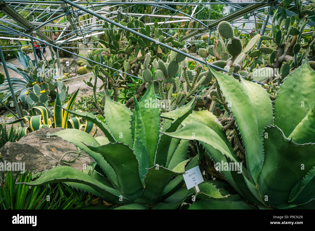 cactaceae plants. various species of cactus in a botanical garden Stock ...