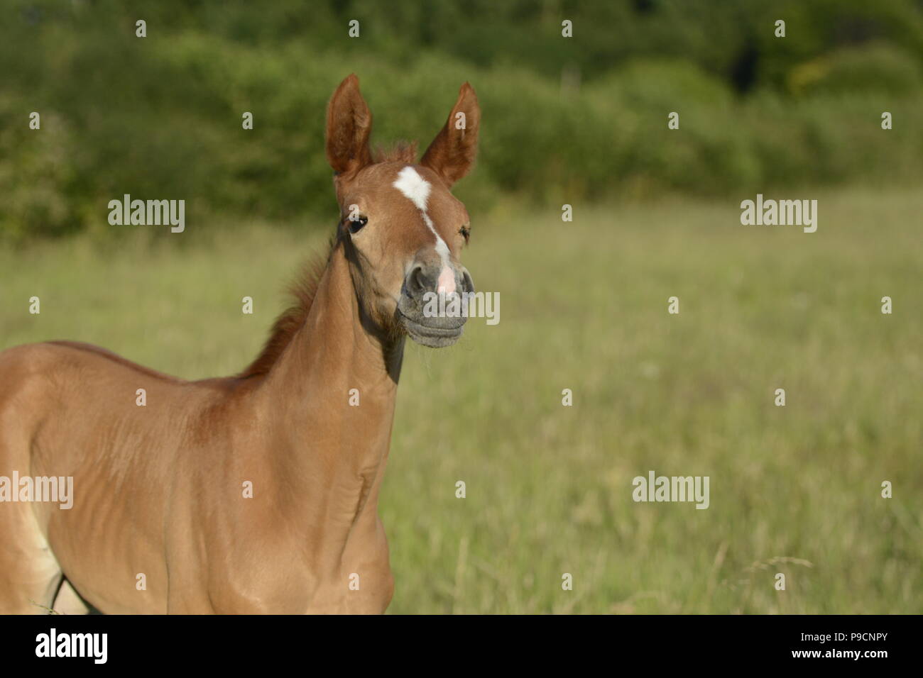 Chestnut horse with white blaze hi-res stock photography and images - Alamy