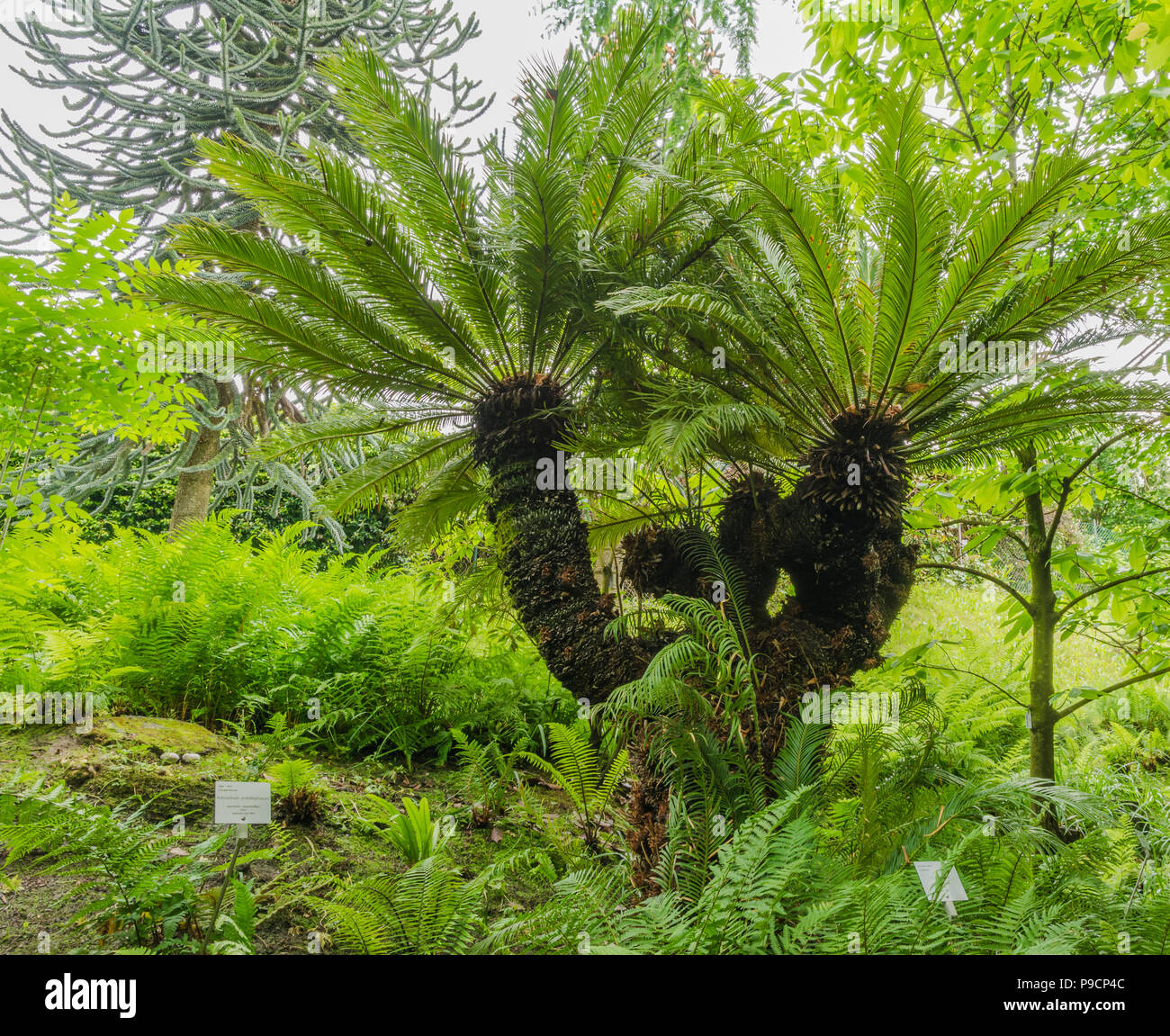 Chinese native trees hi-res stock photography and images - Alamy