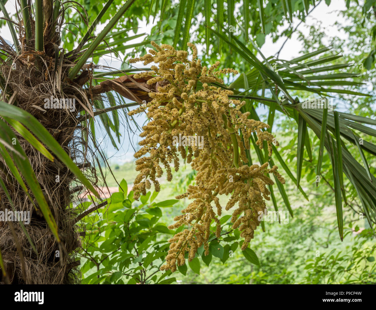 inflorescence of Chinese windmill palm (Trachycarpus fortunei ...