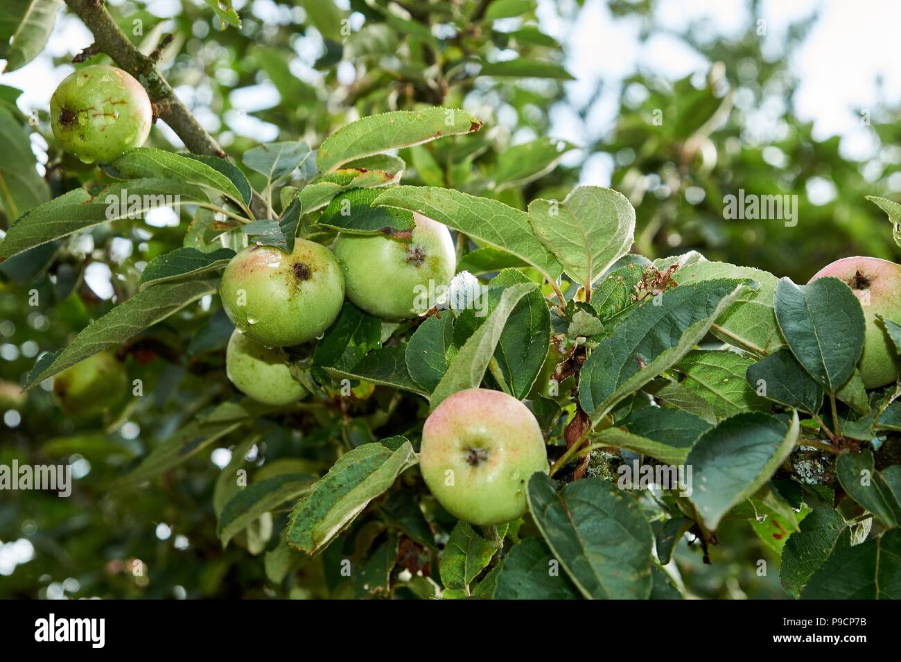 Apple tree with fruits growing in the garden Stock Photo - Alamy