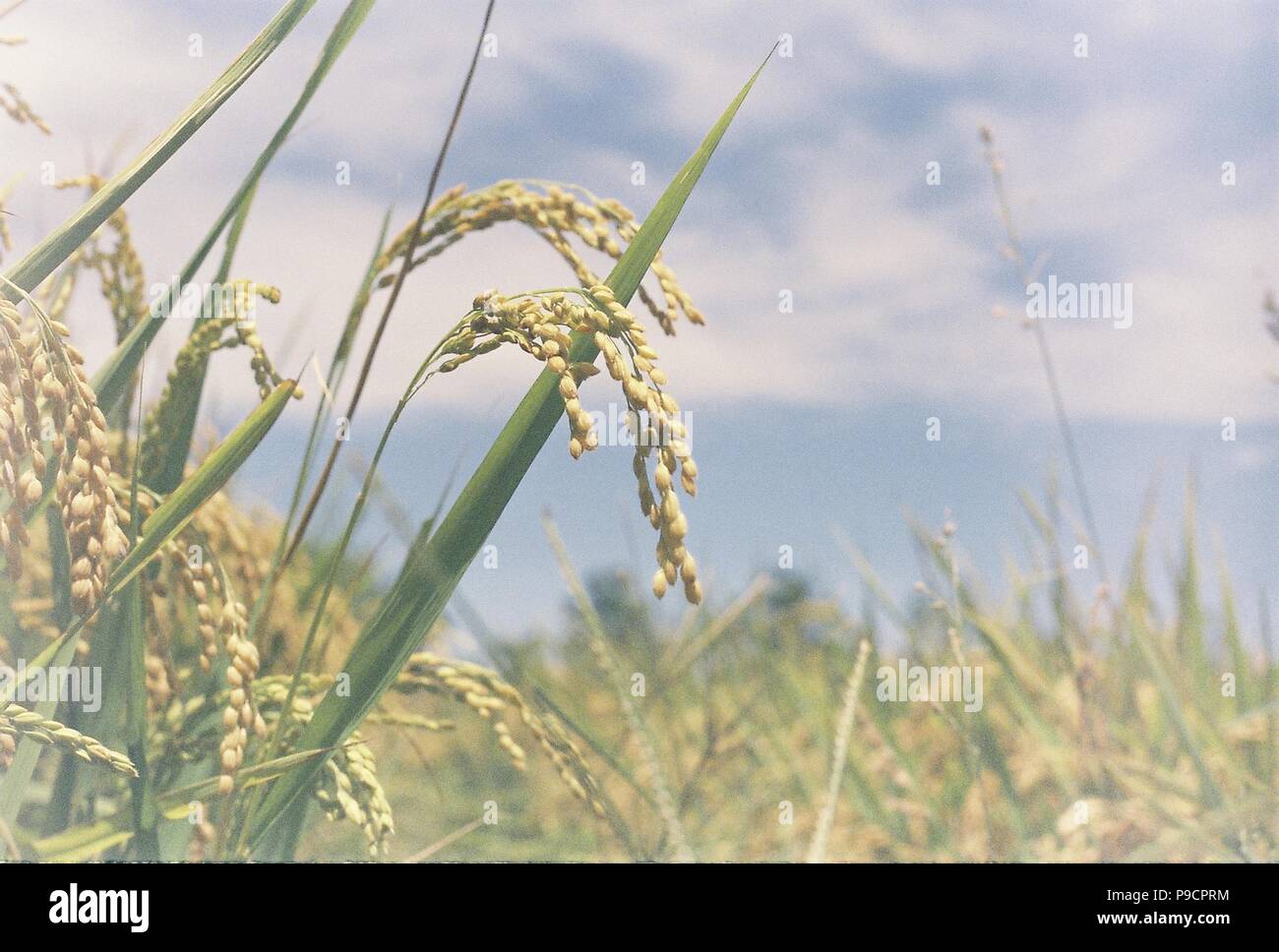 Close up of the ear of rice Stock Photo - Alamy