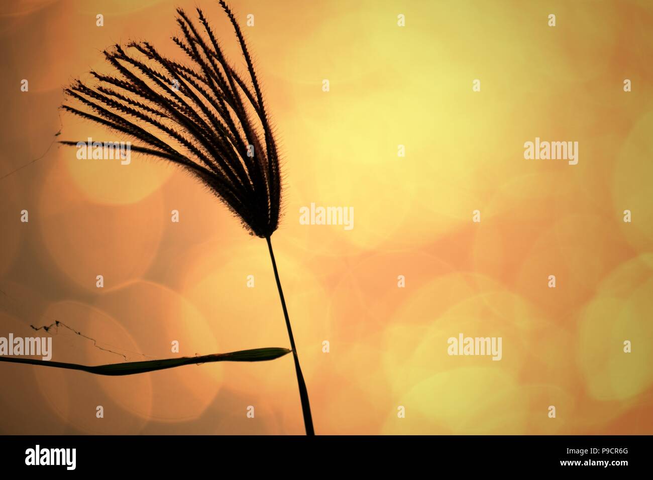 Carrizo cane hi-res stock photography and images - Alamy