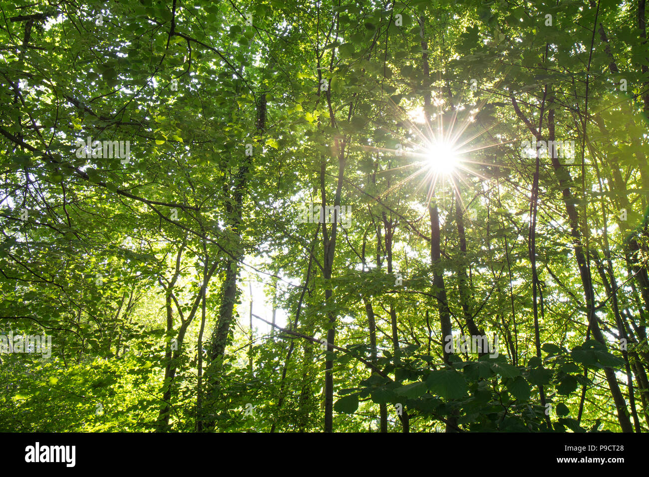 sun light beam through leave of tree in forest, nature background Stock ...