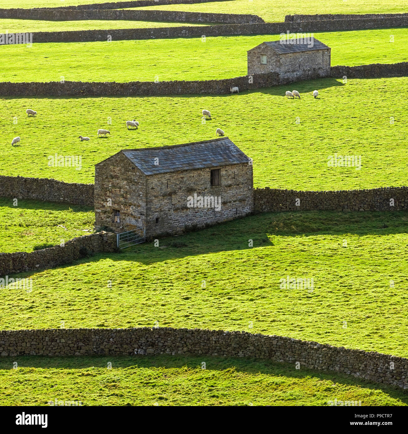 Stone barns and dry stone walls at Gunnerside in the Yorkshire Dales ...