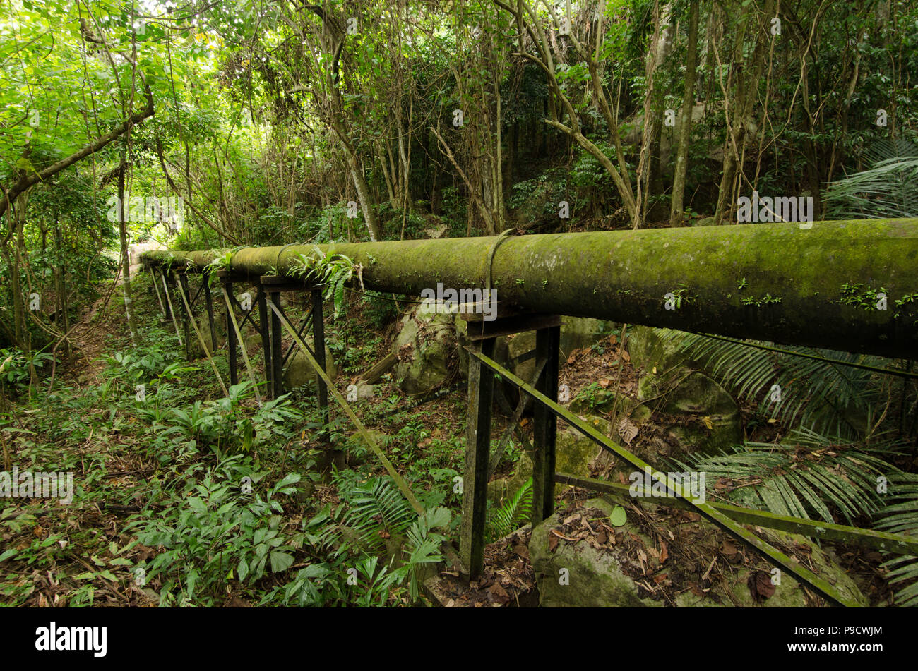 Water pipeline crossing the jungle on Tioman Island, Malaysia Stock ...