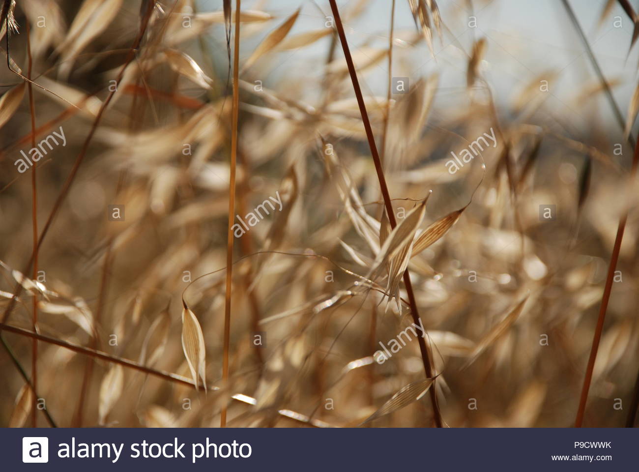 Close Up Wild Oat Avena Stock Photos & Close Up Wild Oat Avena Stock ...